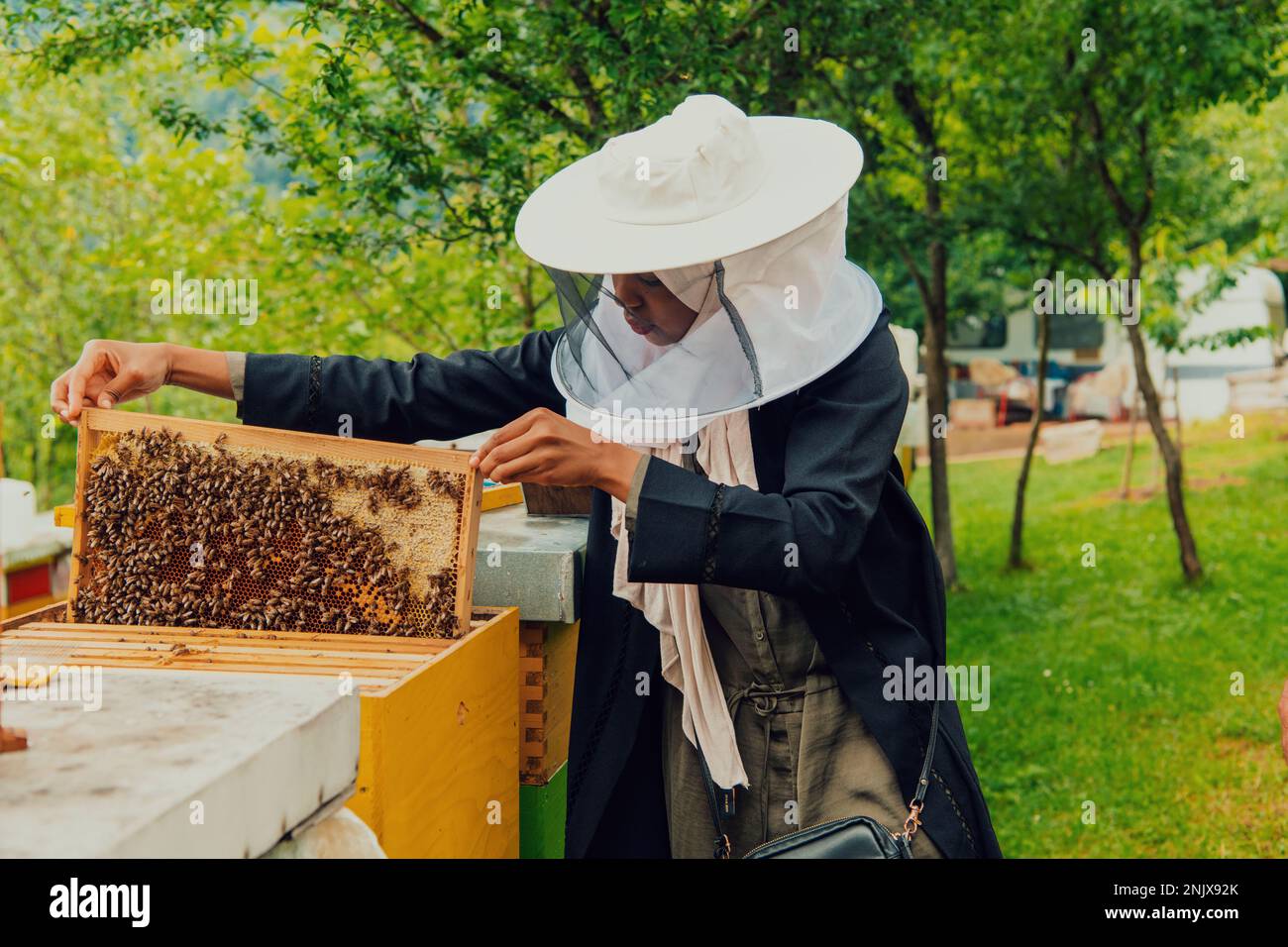 Hijab Arabian woman checking the quality of honey on the large bee farm ...