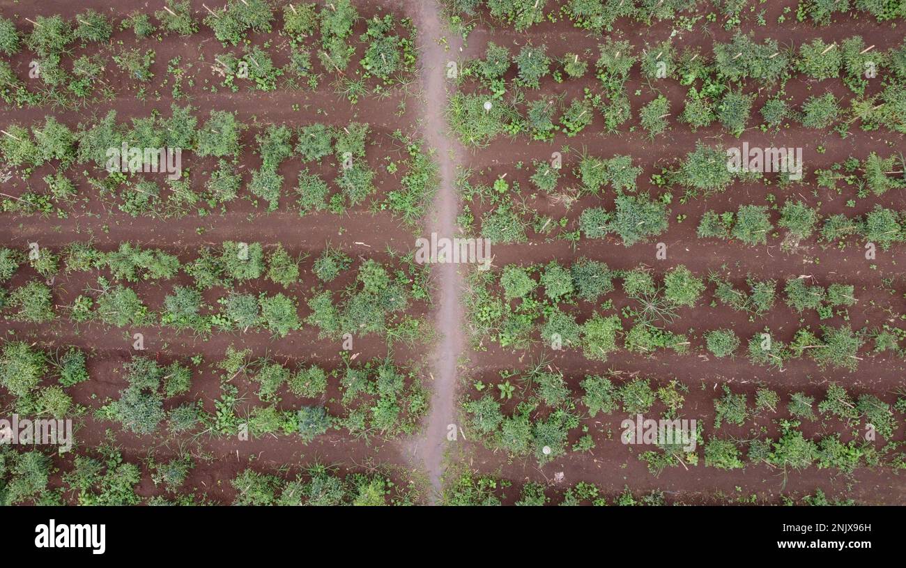 Chili farm seen from above by drone afternoon in indonesia Stock Photo ...