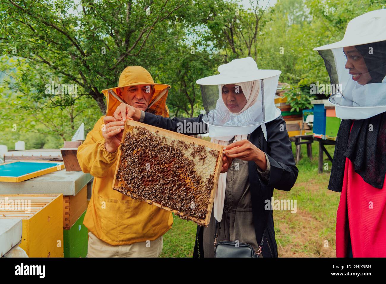 Business partners with an experienced senior beekeeper checking the ...