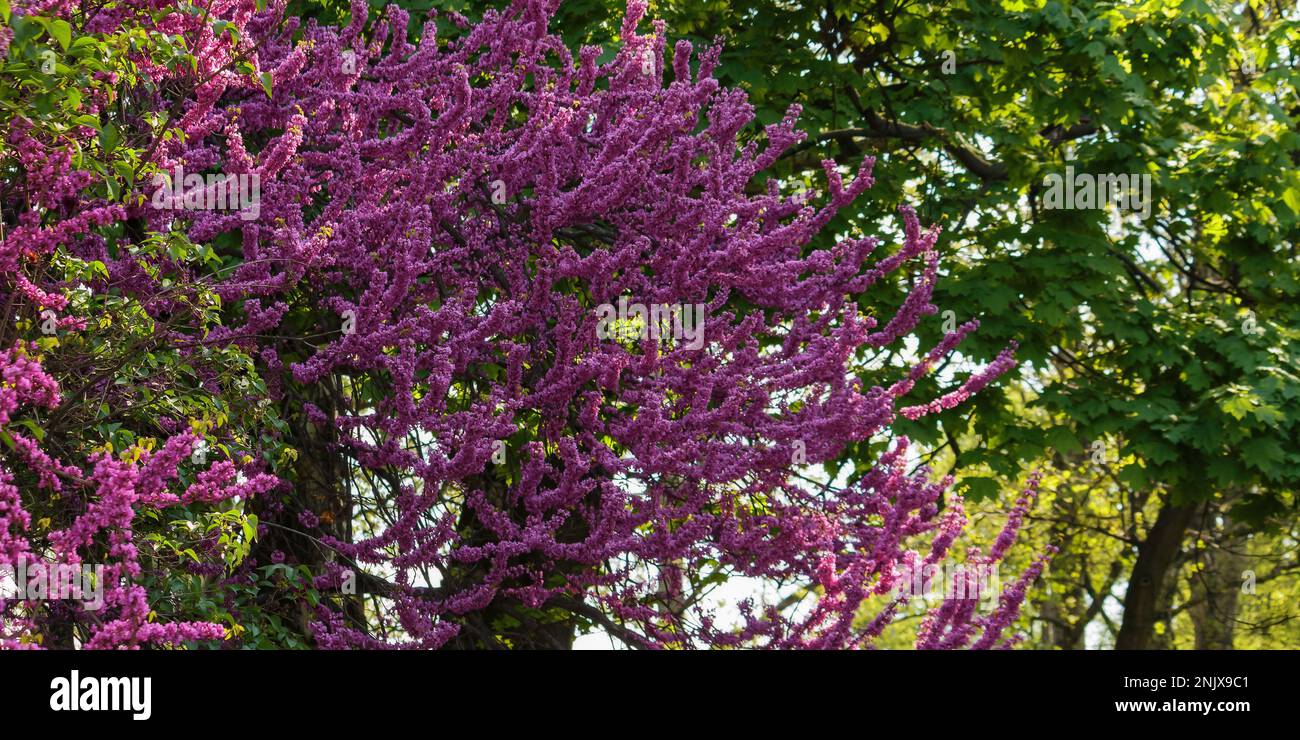 redbud tree in full blossom among green trees. city park nature ...