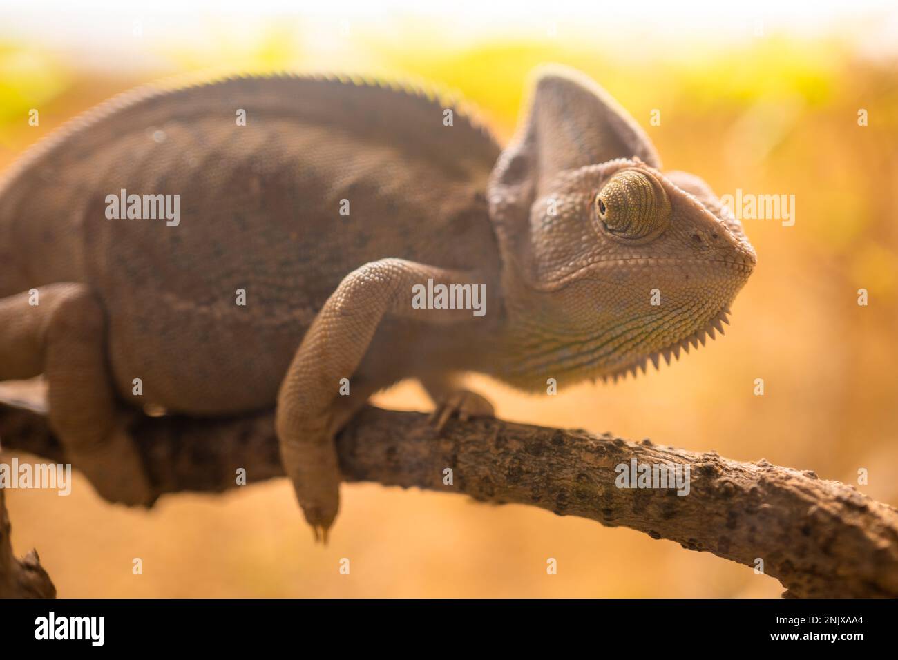 Chameleon in terrarium in one of Prague zoo, Europe Stock Photo - Alamy
