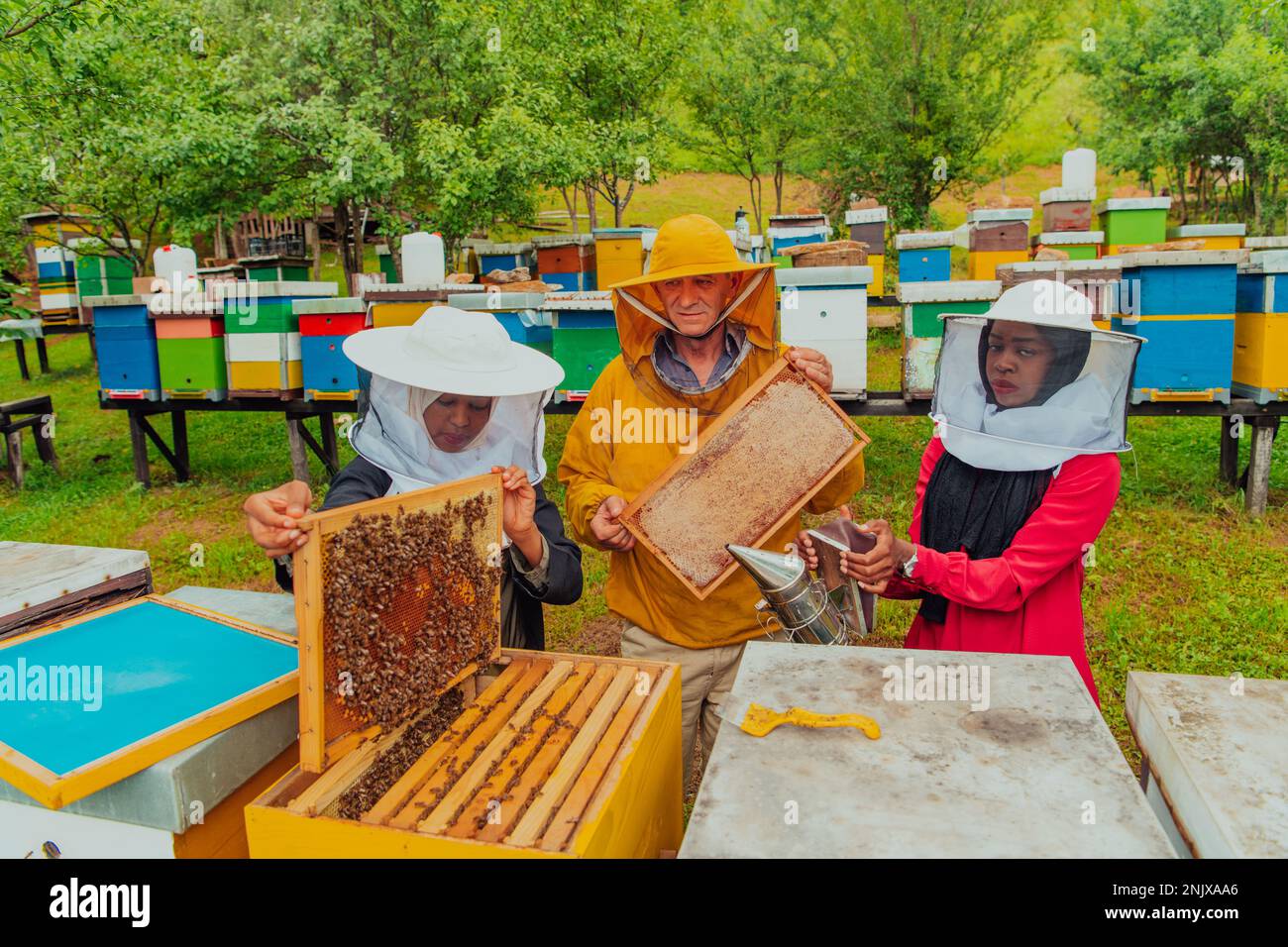Business partners with an experienced senior beekeeper checking the ...