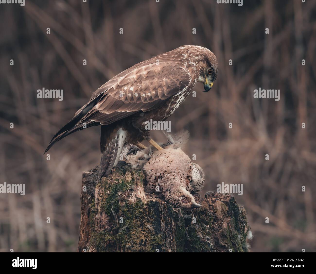 THIS ANGRY buzzard indulged in a death-stare with the photographer who ...
