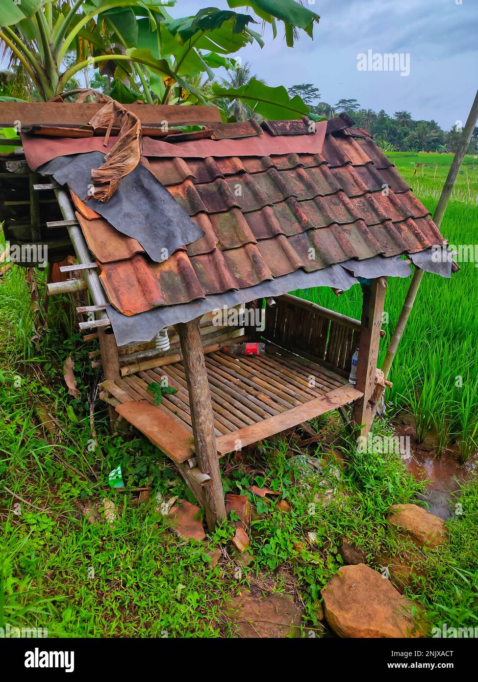 A small building in the rice, a place for farmer rest in indonesia ...