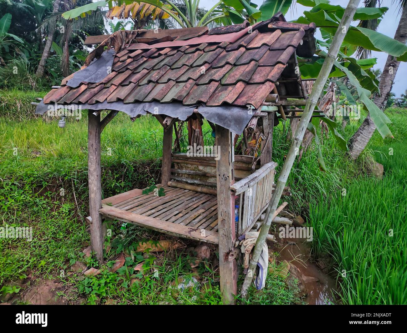 A small building in the rice, a place for farmer rest in indonesia ...