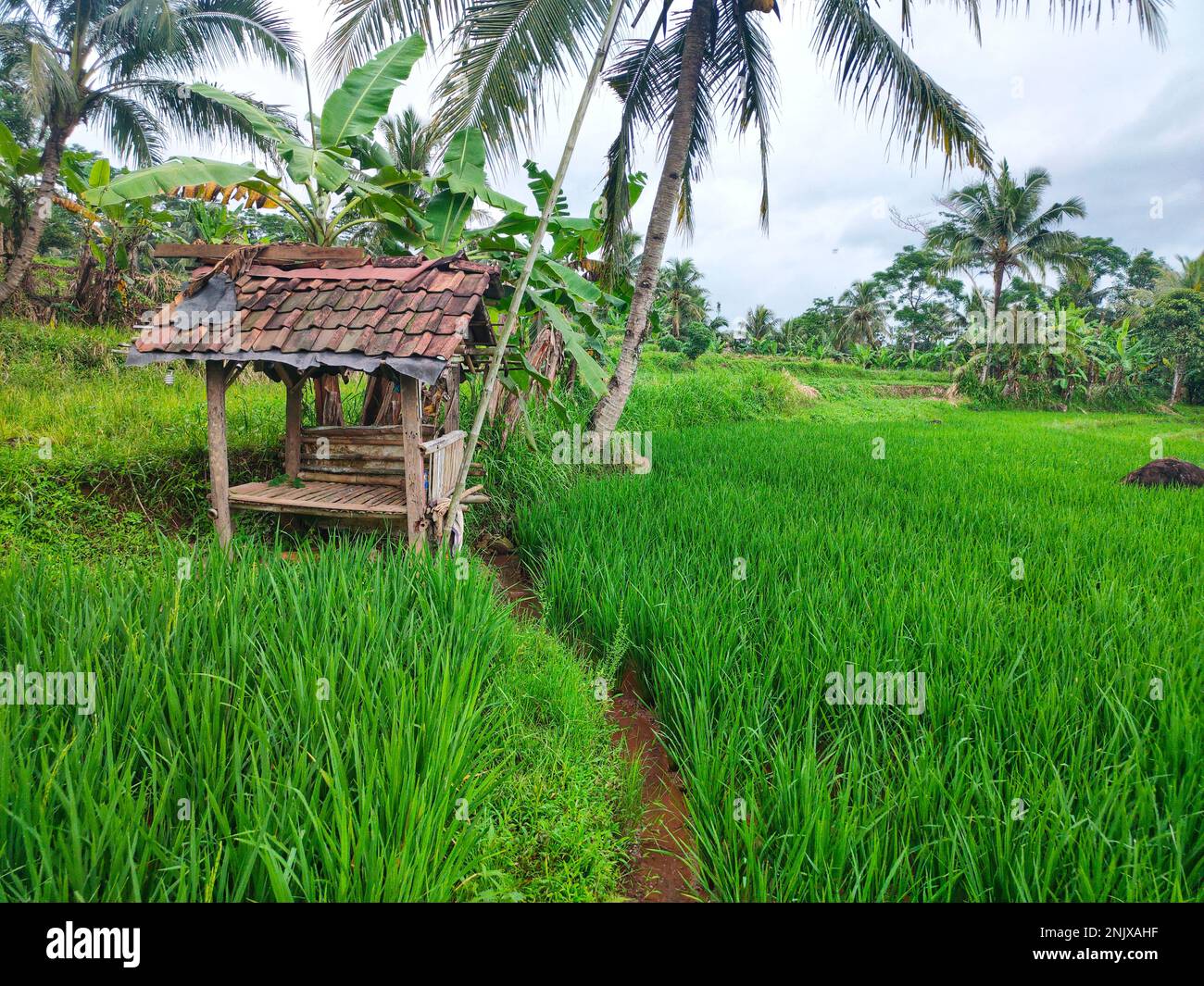 A small building in the rice, a place for farmer rest in indonesia ...