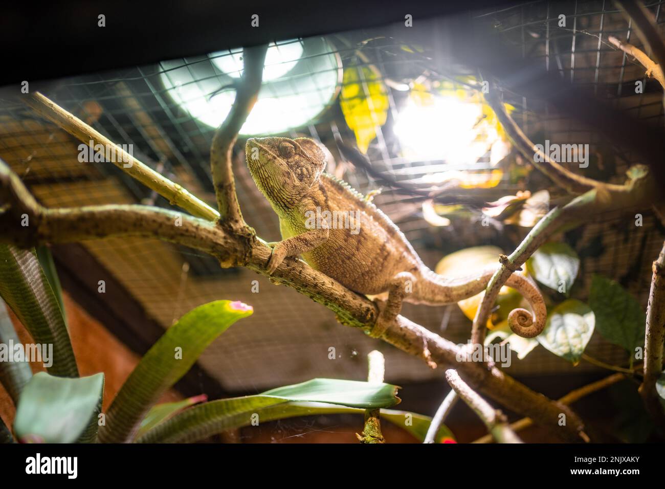 Chameleon in terrarium in one of Prague zoo, Europe Stock Photo - Alamy
