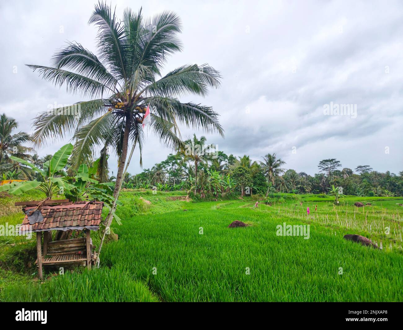 A small building in the rice, a place for farmer rest in indonesia ...