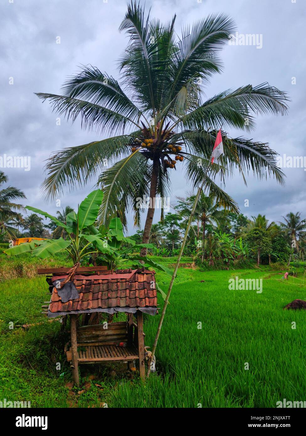 A small building in the rice, a place for farmer rest in indonesia ...