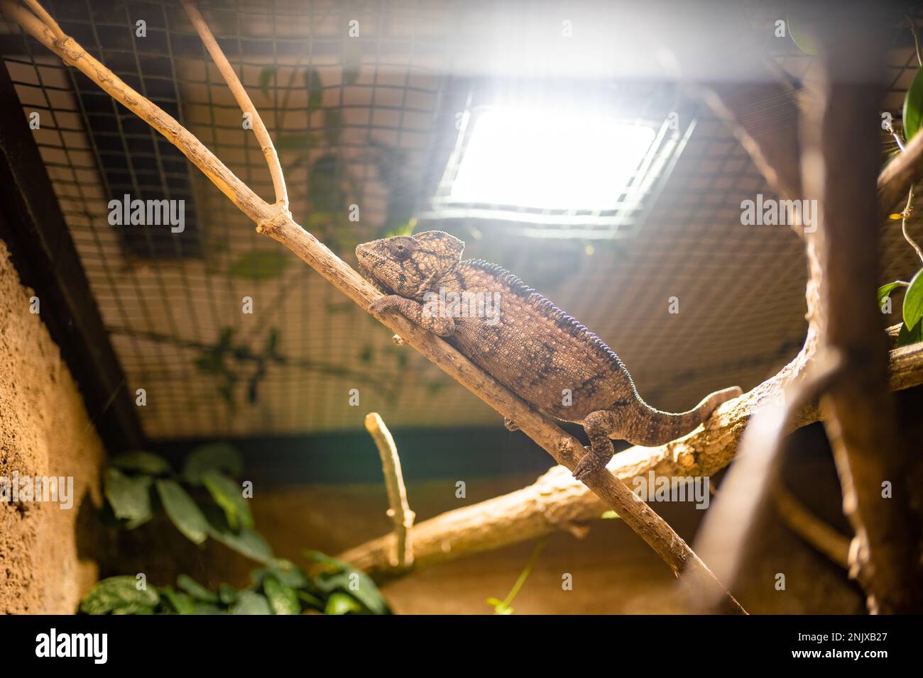 Chameleon in terrarium in one of Prague zoo, Europe Stock Photo - Alamy