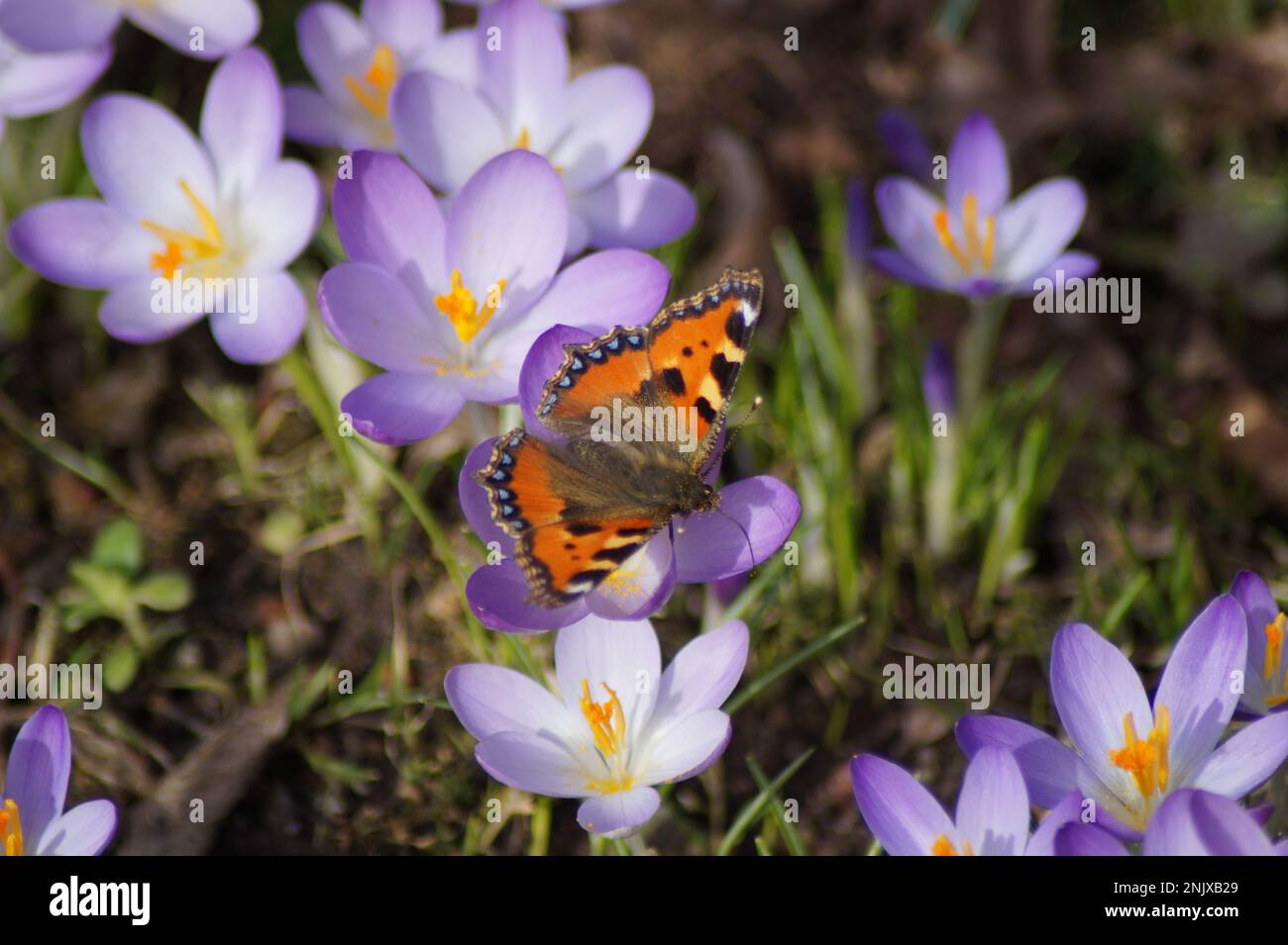butterfly little fox on purple crocus Stock Photo - Alamy