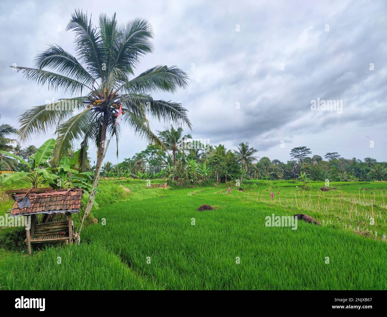 A small building in the rice, a place for farmer rest in indonesia ...