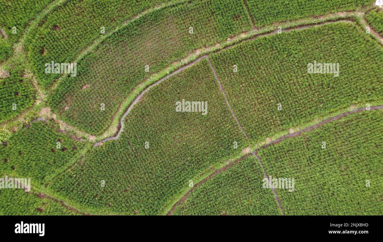 Natural photos of rice land views from above using drones in the ...
