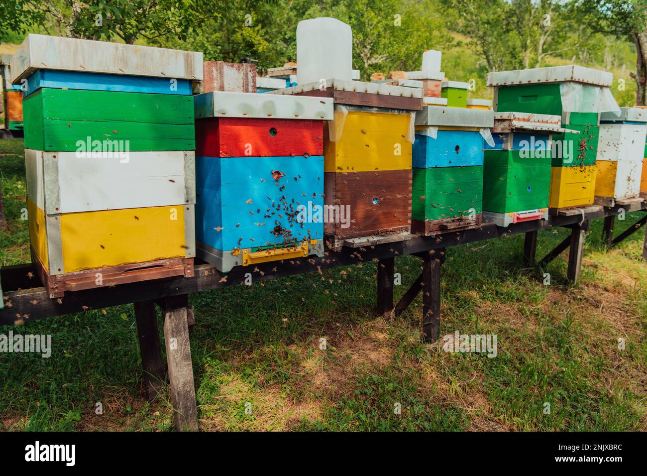 Row of blue and yellow hives. Flowers honey plants in the apiary. Bees ...