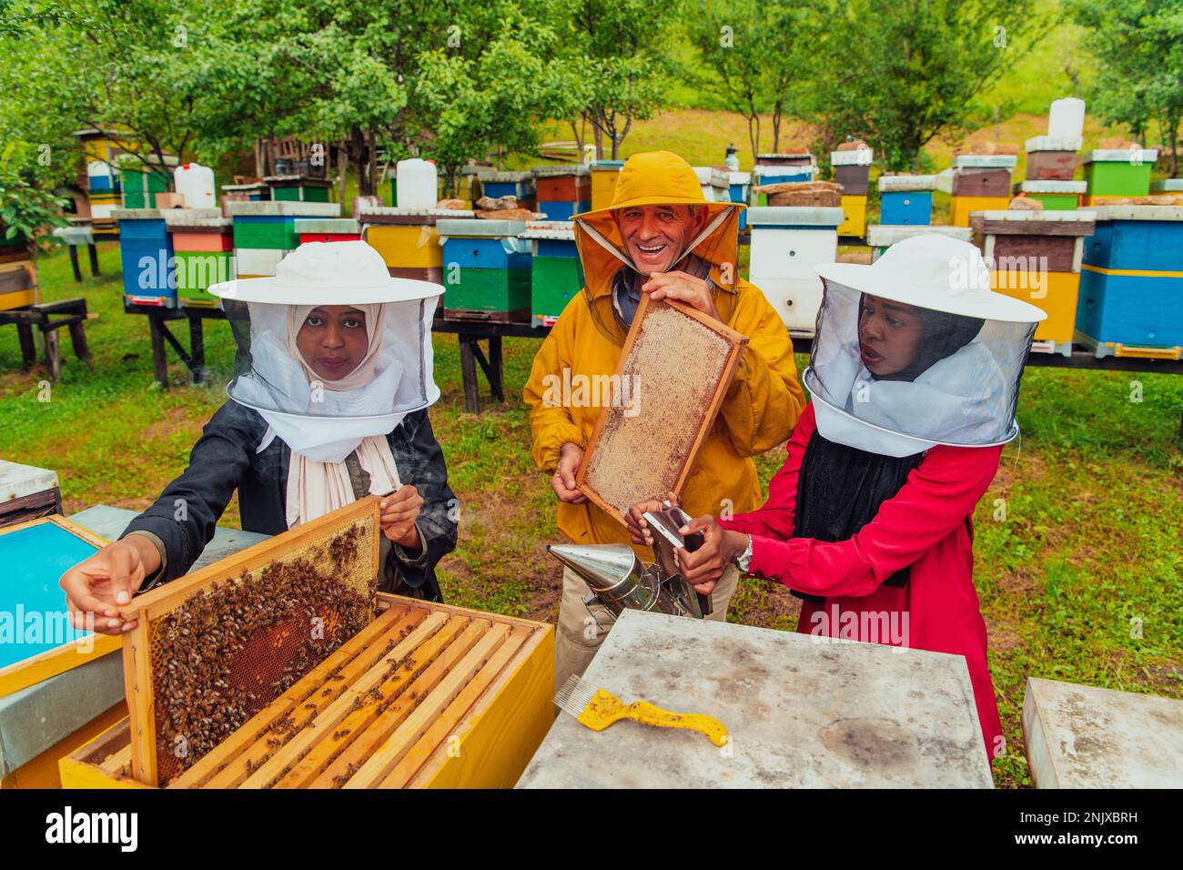 Business partners with an experienced senior beekeeper checking the ...