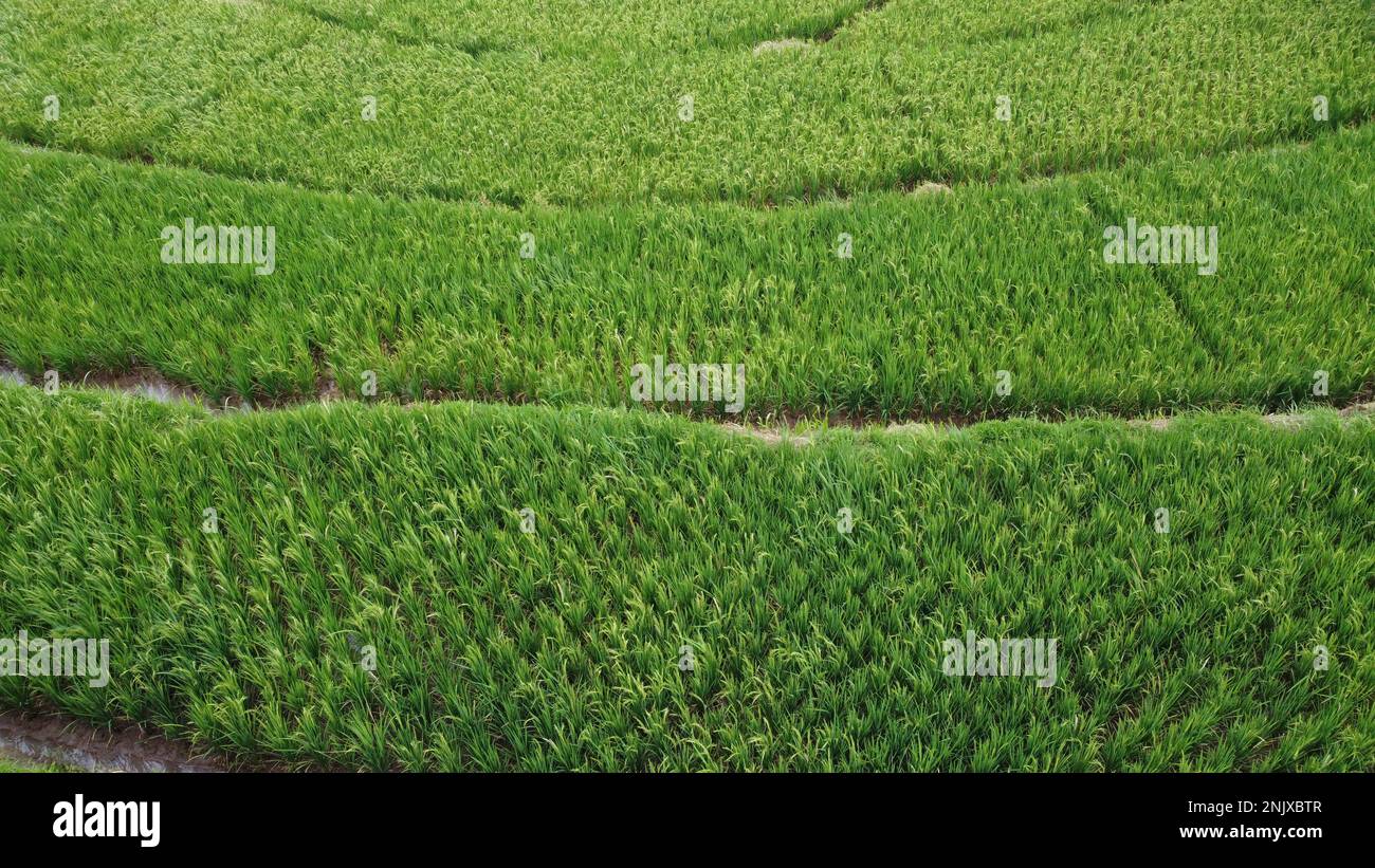Natural photos of rice land views from above using drones in the ...