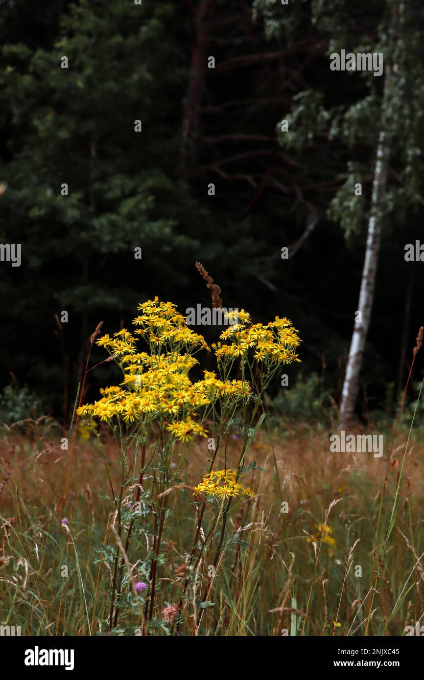 Firest field hi-res stock photography and images - Alamy
