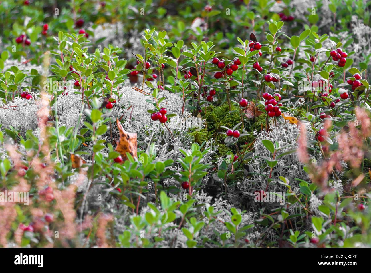 A close up of cranberries plants in a forest, wild plant photography ...