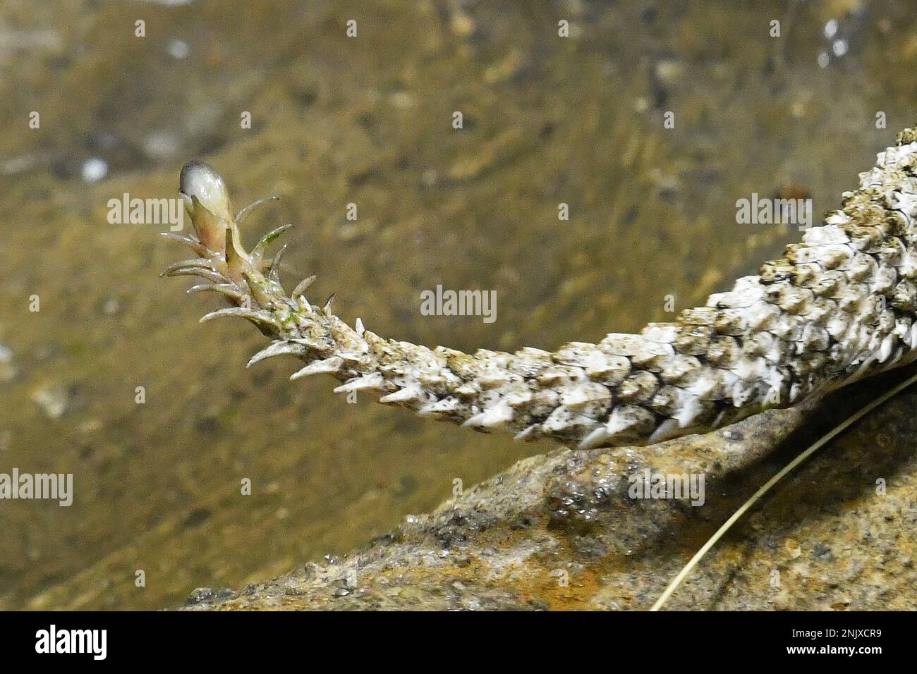 Pseudocerastes Urarachnoides