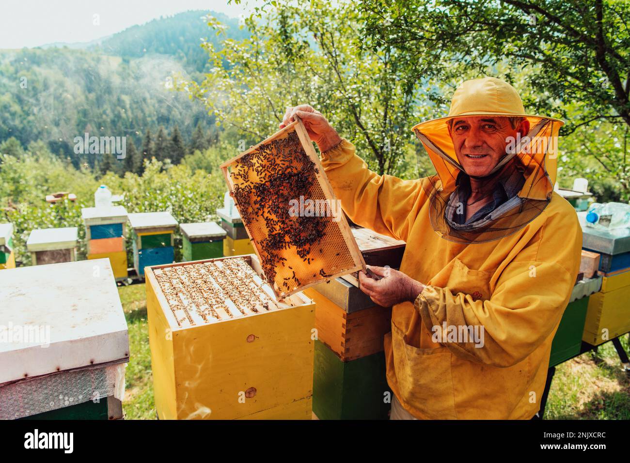 Senior beekeeper checking how the honey production is progressing ...