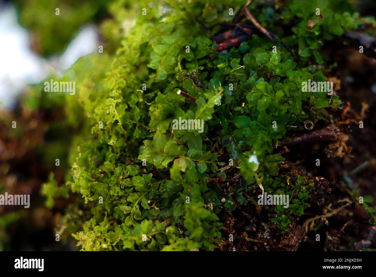 Macro photography of moss Stock Photo - Alamy