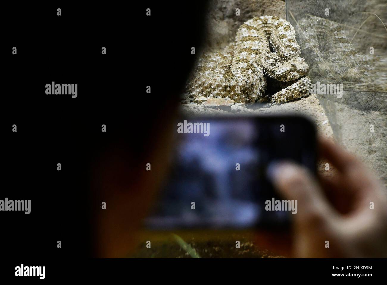 Pilsen, Czech Republic. 23rd Feb, 2023. Rare Spider-tailed Horned Viper ...