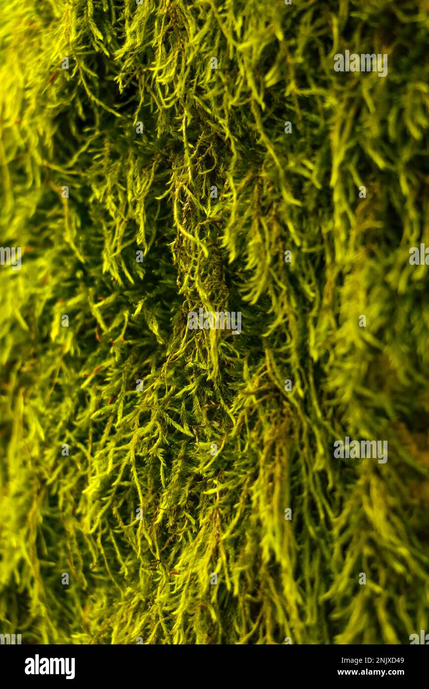 Macro photography of moss Stock Photo - Alamy