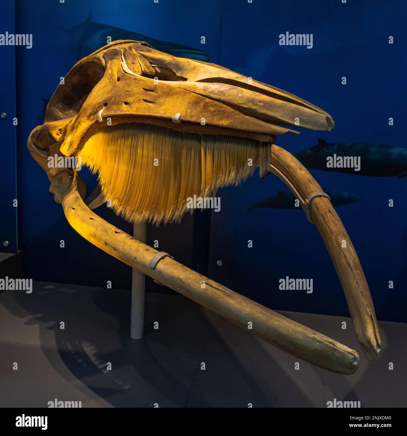 A high-resolution close-up of a whale's jaw, featuring a long and sharp ...