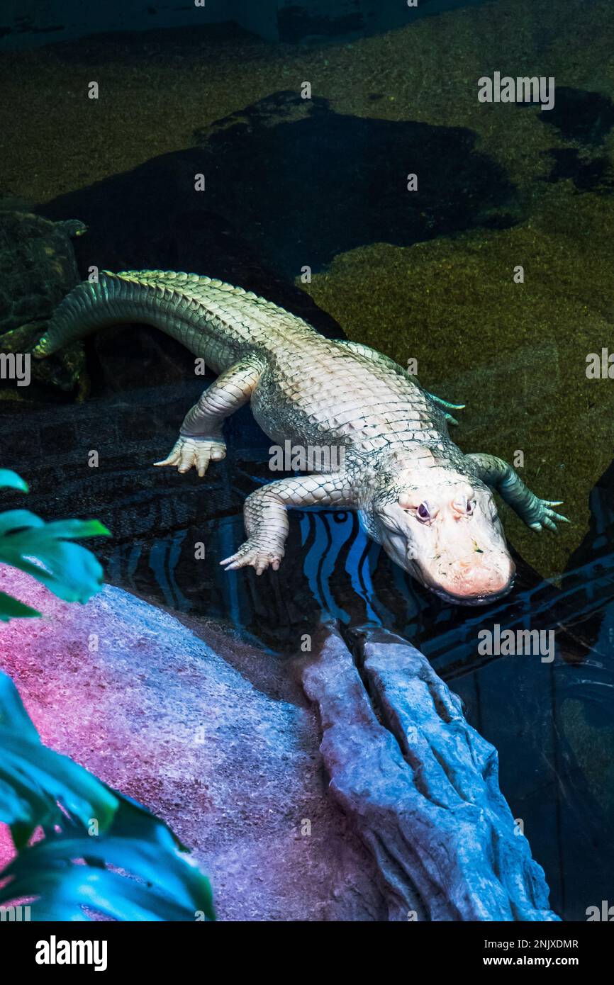 American alligator swimming in natural habitat clear water scene Stock ...