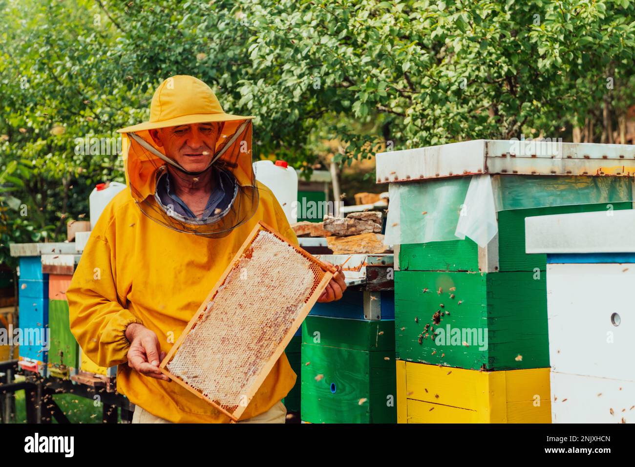 Senior beekeeper checking how the honey production is progressing ...