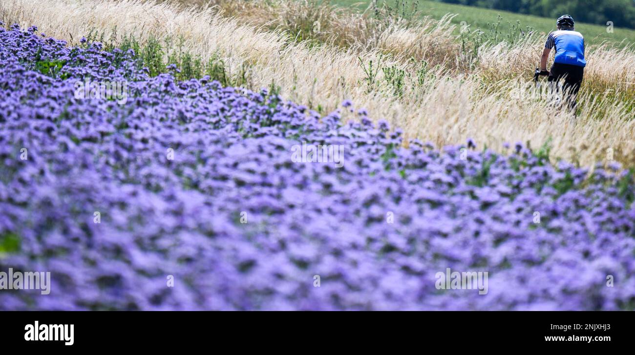A man rides a bicycle among flowering fields in Sehnde, Germany ...