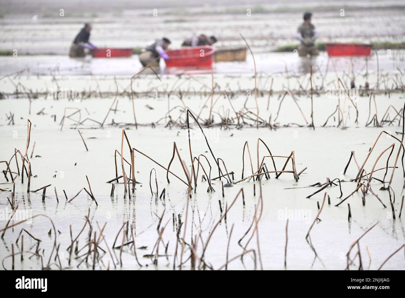 QIANXINAN, CHINA - FEBRUARY 23, 2023 - Villagers plant lotus root ...