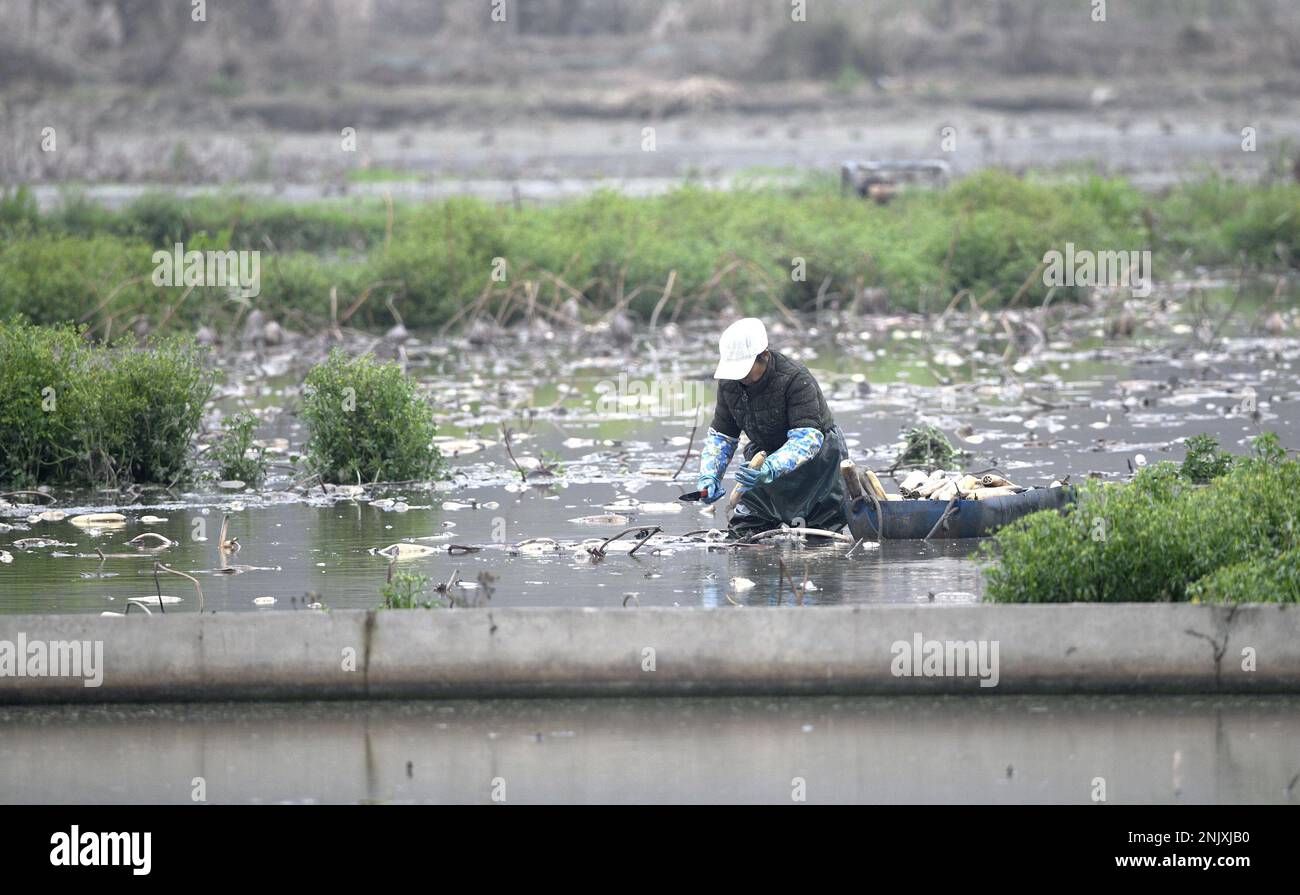 QIANXINAN, CHINA - FEBRUARY 23, 2023 - Villagers harvest lotus roots at ...