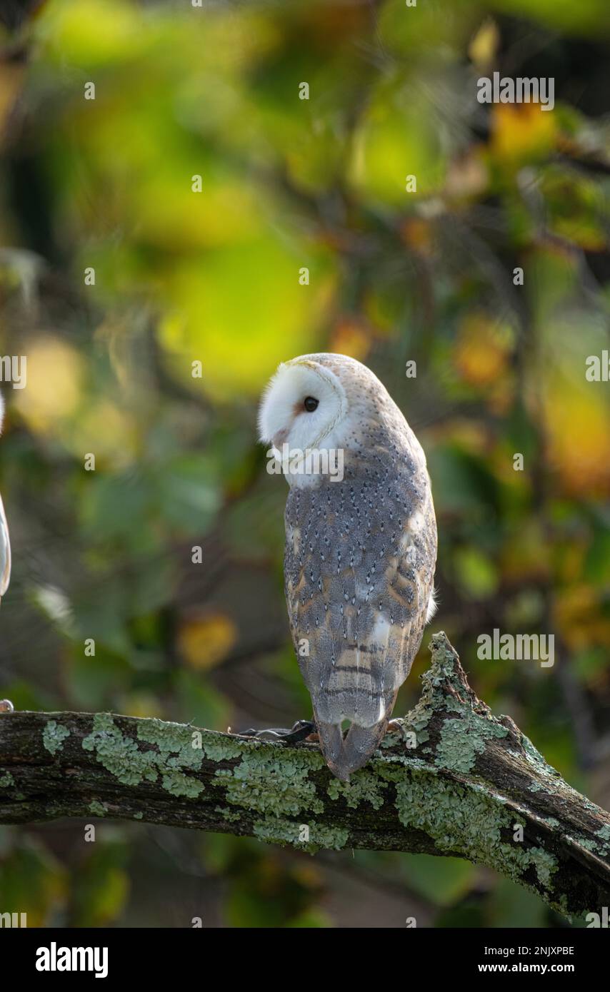 Barn Owl: Tyto alba. Captive bird, controlled conditions. Hampshire, UK ...