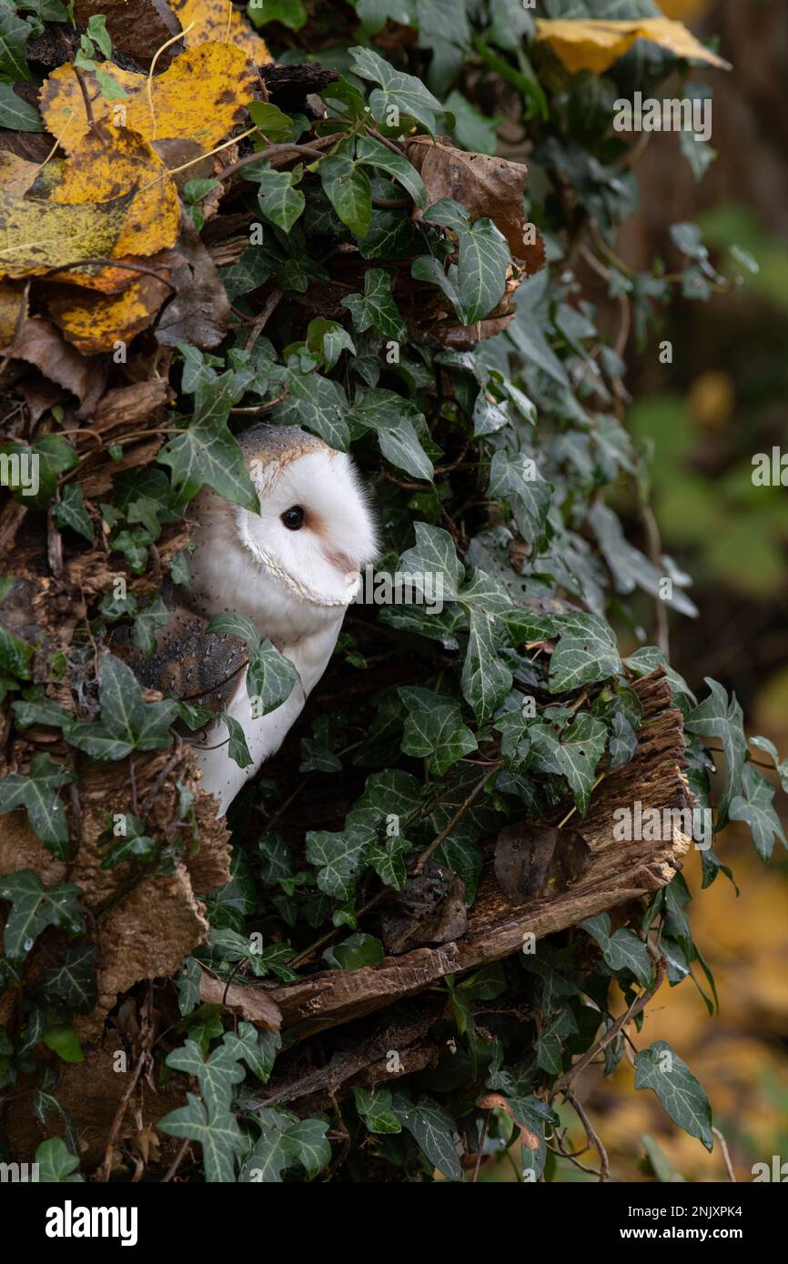 Barn Owl: Tyto alba. Captive bird, controlled conditions. Hampshire, UK ...