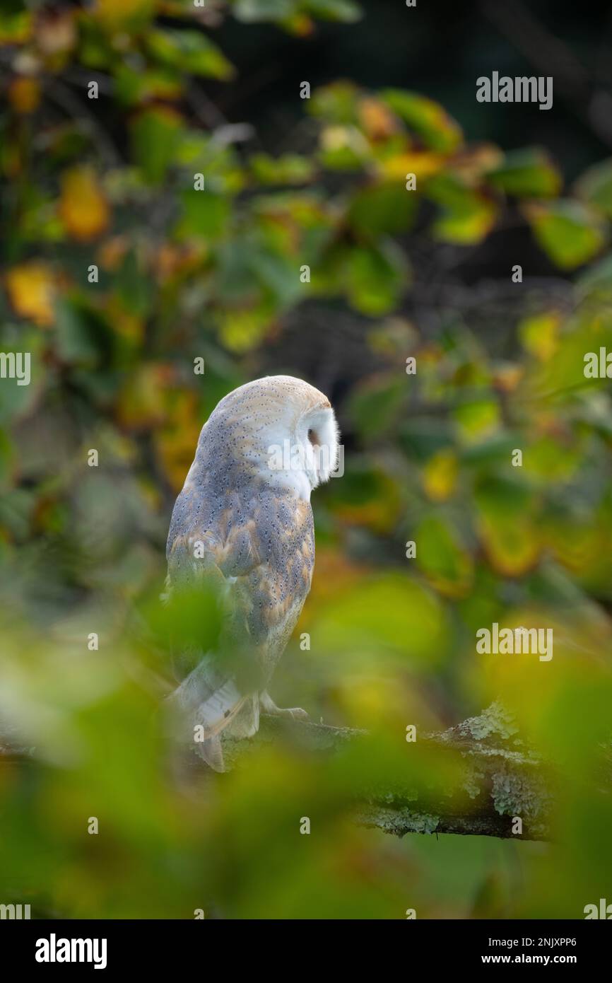 Barn Owl: Tyto alba. Captive bird, controlled conditions. Hampshire, UK ...
