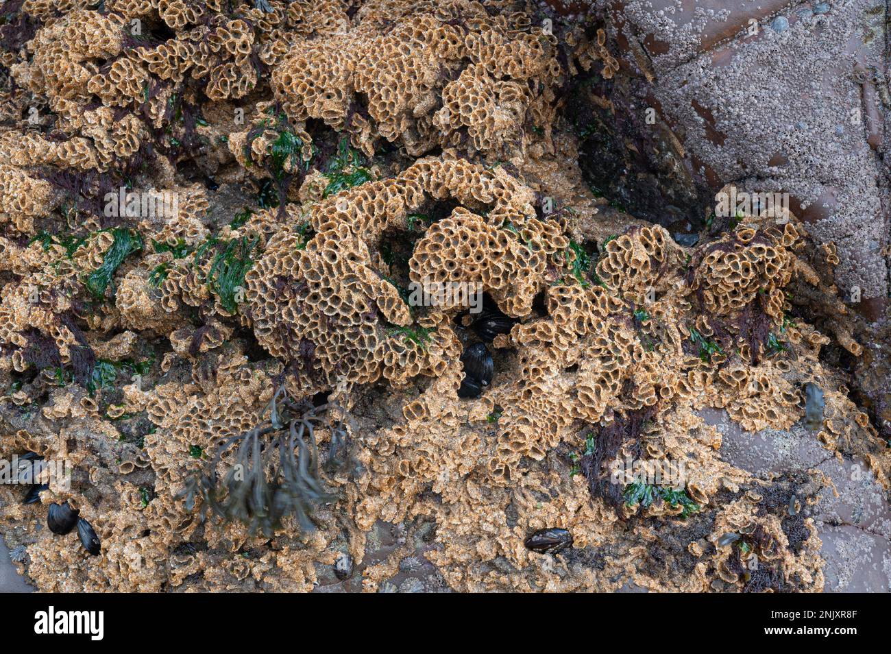 Honeycomb Worm: Sabellaria alveolata. North Cornwall, UK. Low tide ...