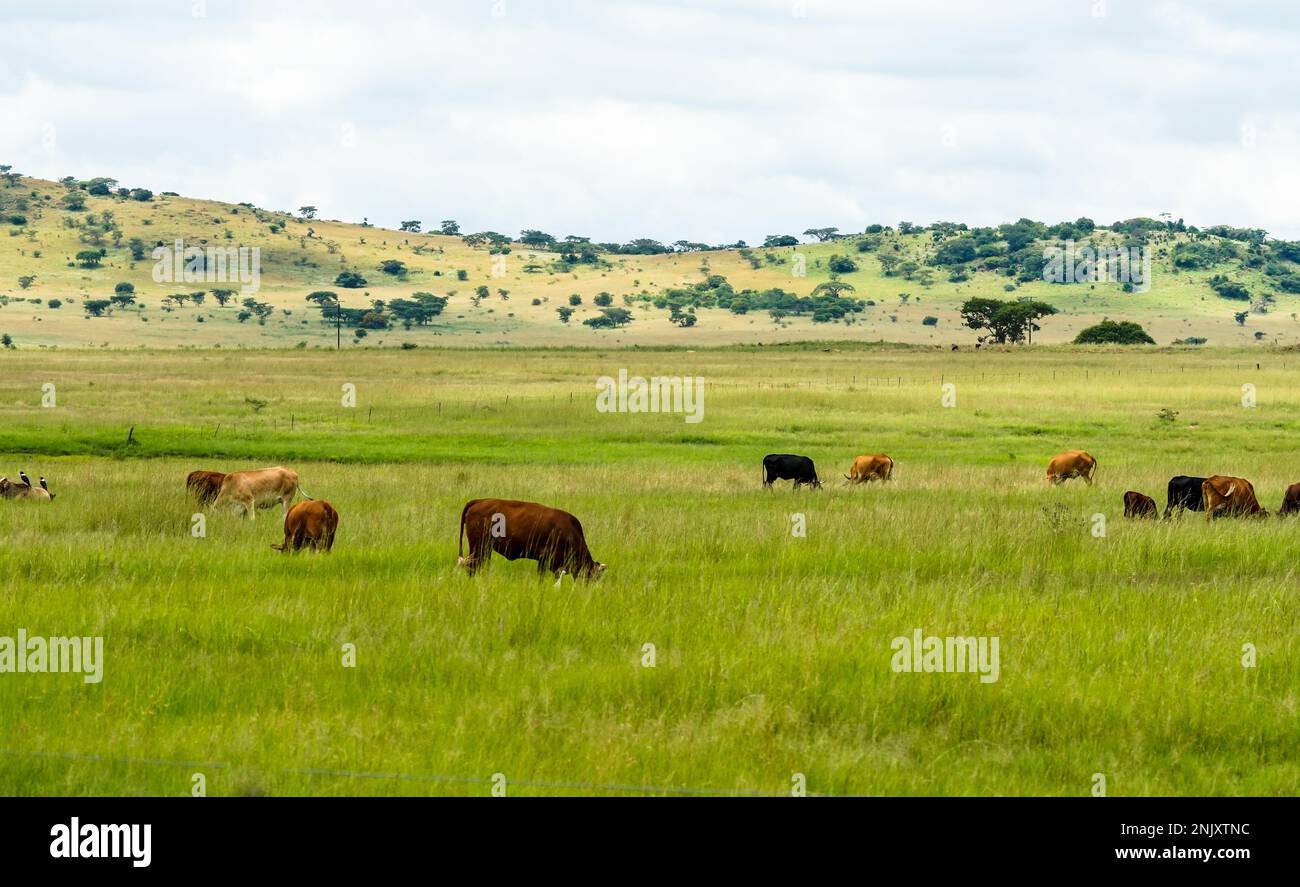African cattle farm hi-res stock photography and images - Alamy
