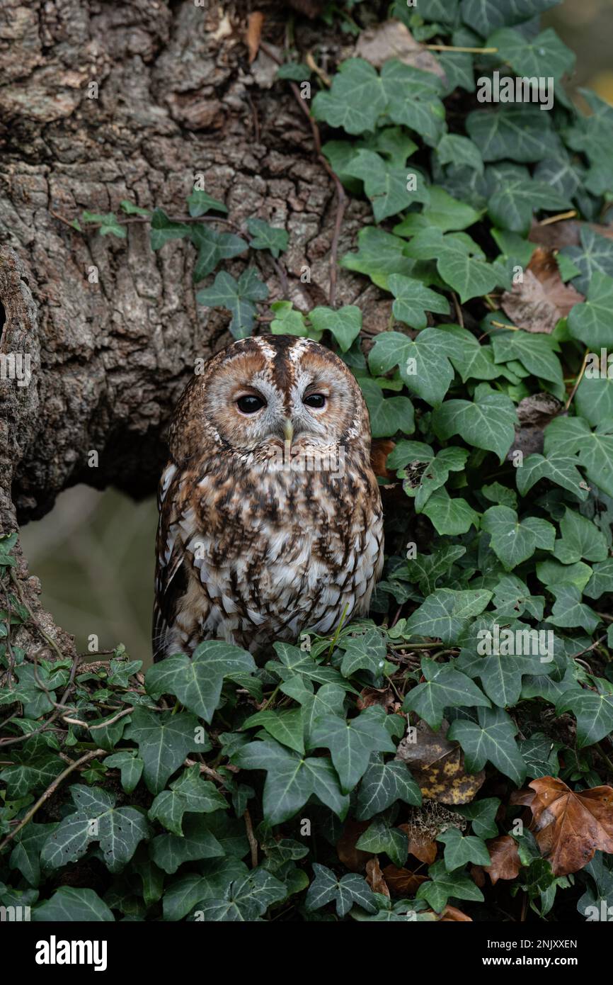 Tawny Owl: Strix aluco. Captive bird, controlled conditions. Hmpshire ...
