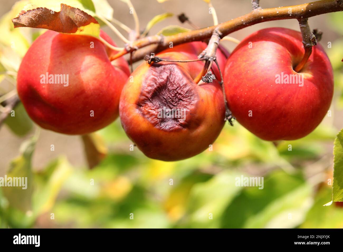 apple tree (Malus domestica), fouling apple on a branch, Germany Stock ...