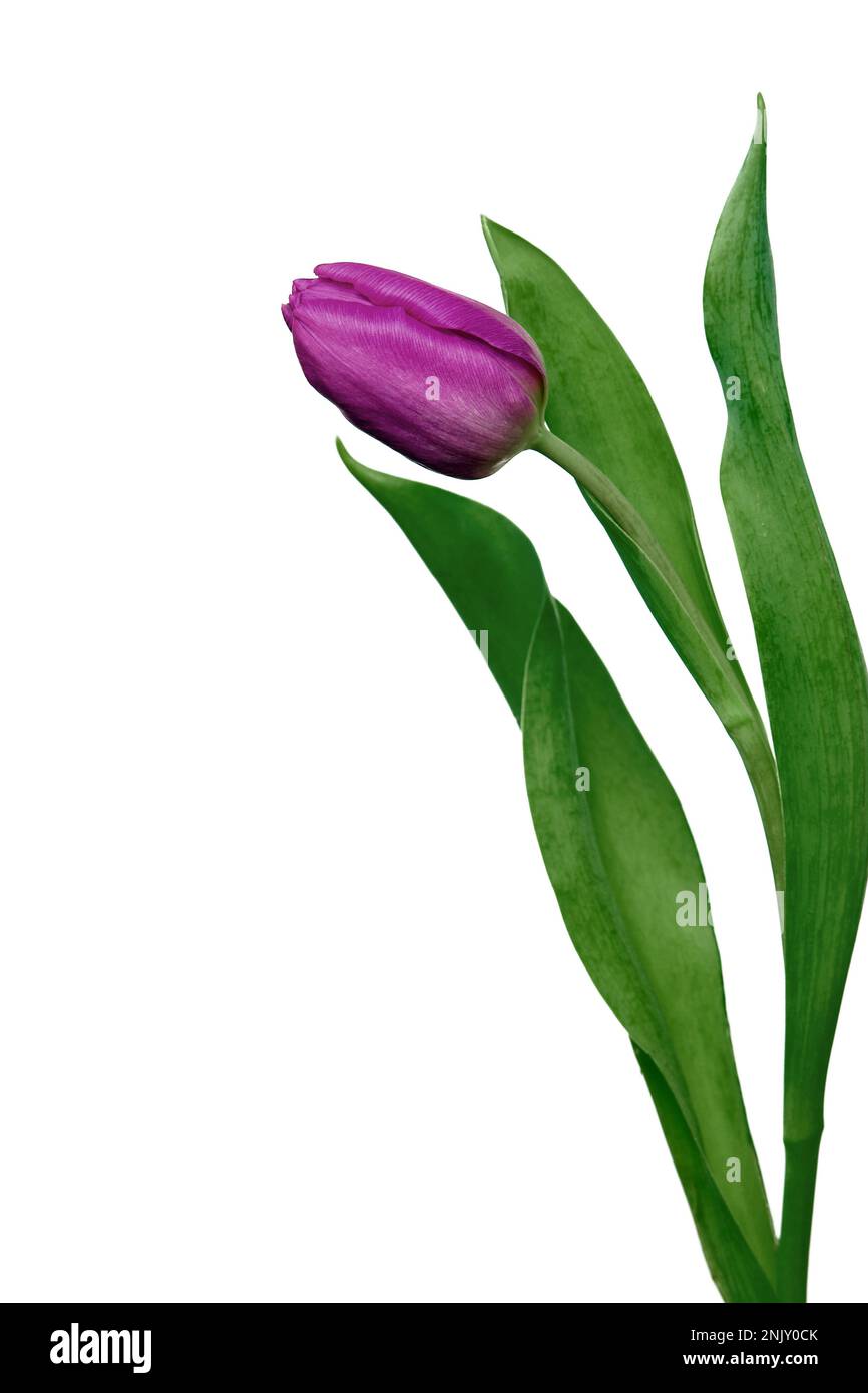 common garden tulip (Tulipa spec.), violet tulip, cutout Stock Photo ...