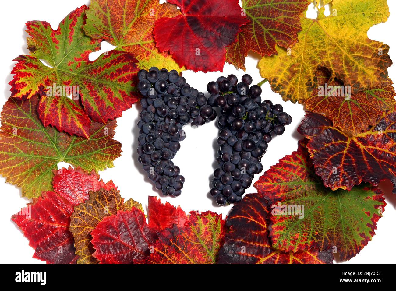 grape-vine, vine (Vitis vinifera), autum vine leaves layed in a circle ...
