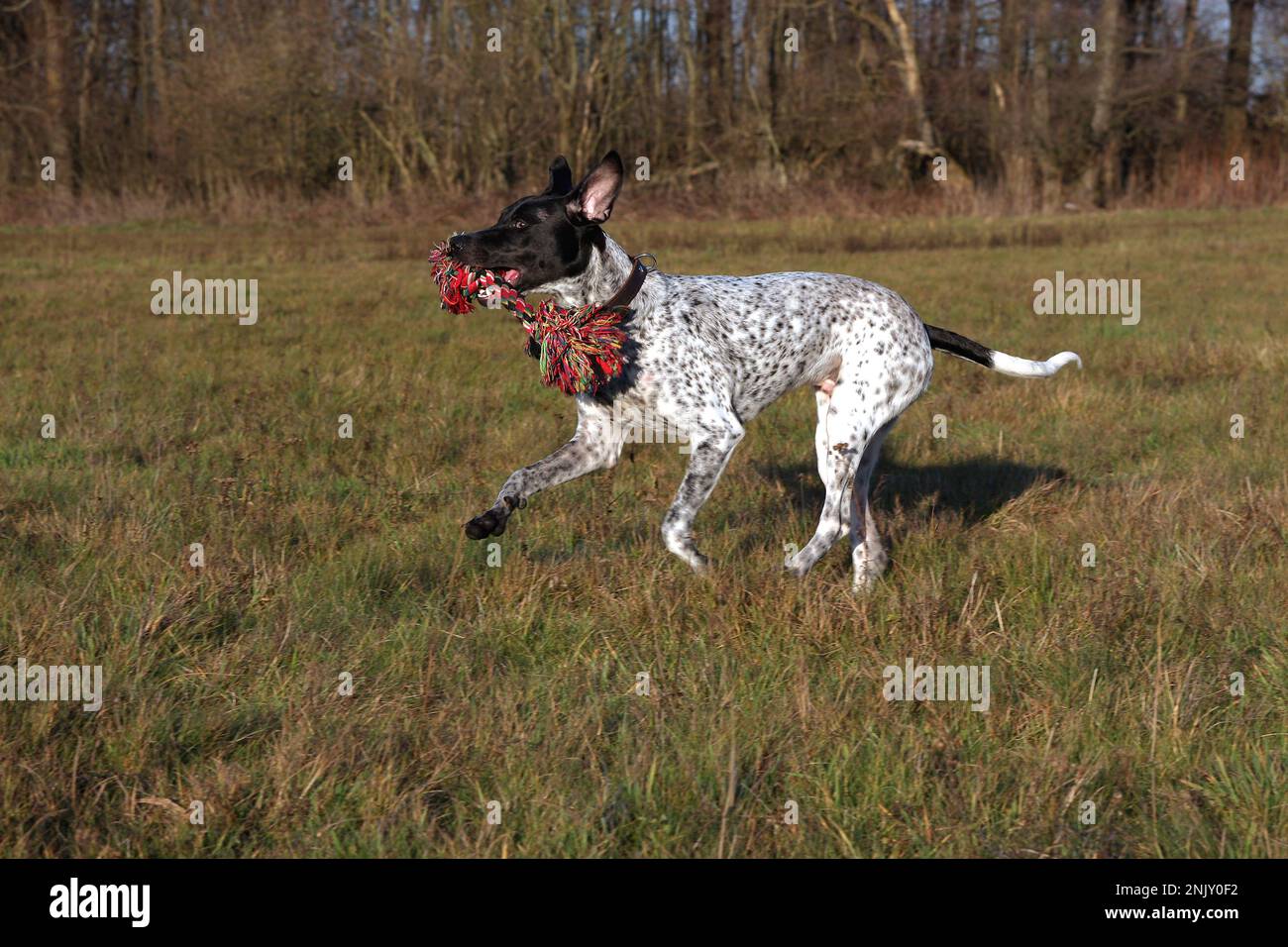 English Pointer mix playing in a meadow, side view Stock Photo - Alamy