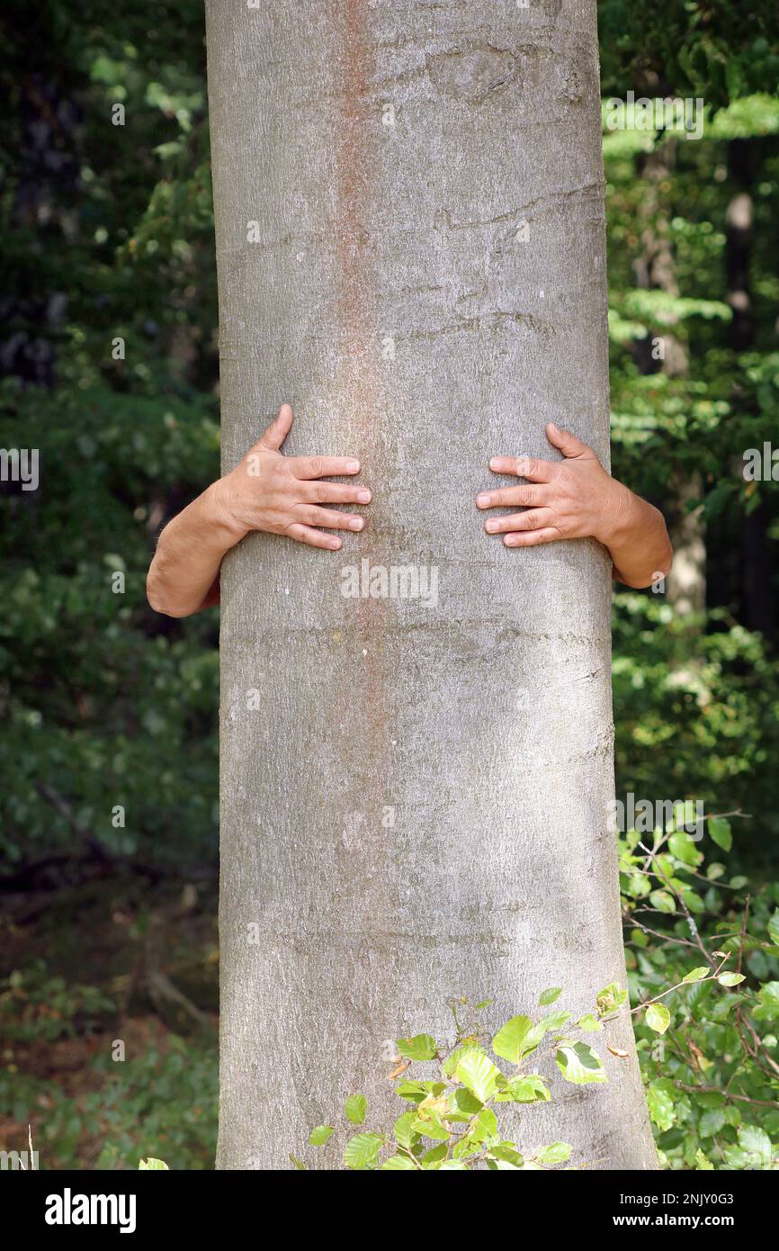 forest bathing, man hugging a tree trunk Stock Photo - Alamy