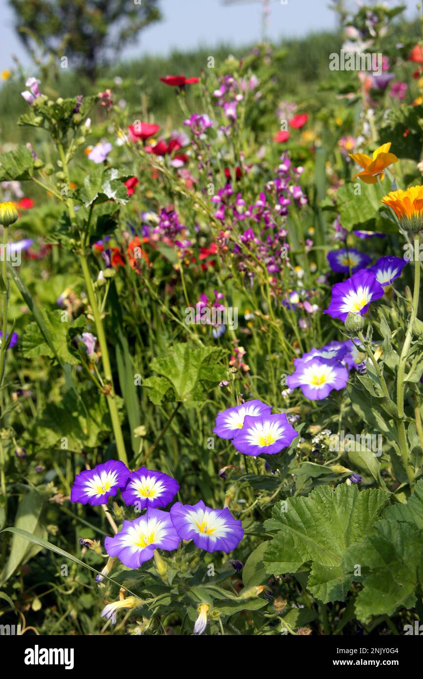 colourful mix of annual flowers, so called flower meadow Stock Photo ...
