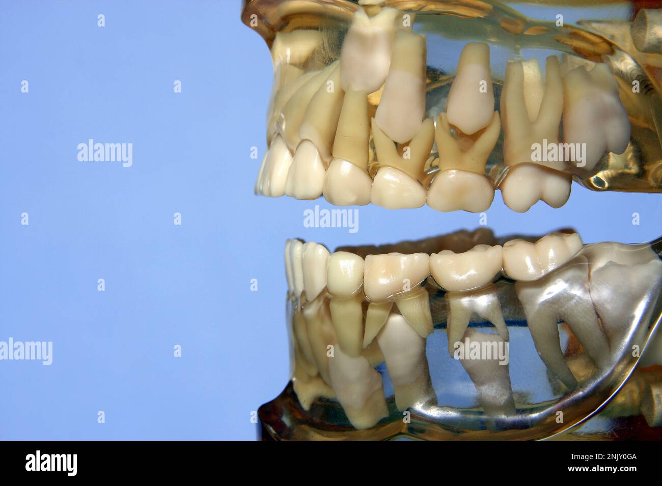 transparent model of a set of teeth with milk teeth Stock Photo - Alamy