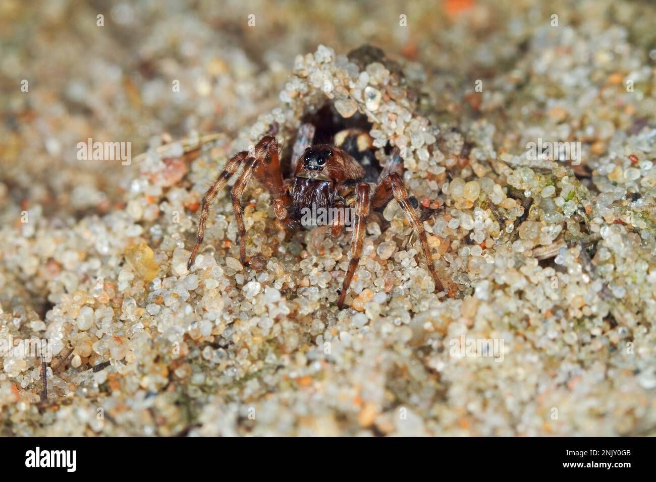 Sand bear spider, Sand bear wolf spider (Arctosa perita), in sand Stock ...