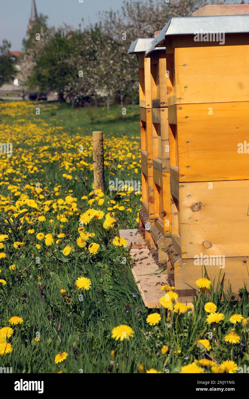 honey bee, hive bee (Apis mellifera mellifera), beehives in a dandelion ...