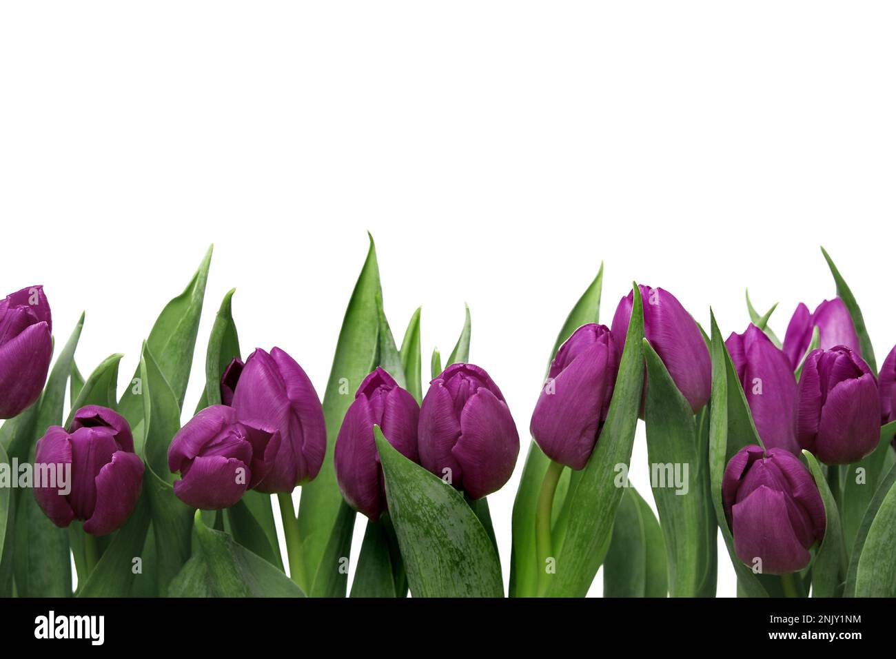 common garden tulip (Tulipa spec.), violet tulips, cutout Stock Photo ...