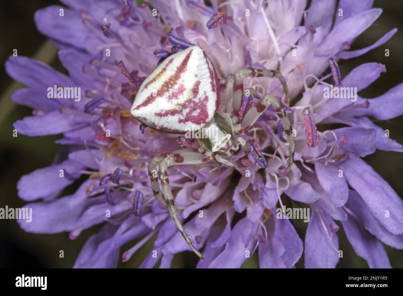 flower crab spider (Thomisus onustus), female lurking for prey, well ...